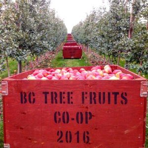 BC Tree Fruits prepares to relocate - Country Life in BC