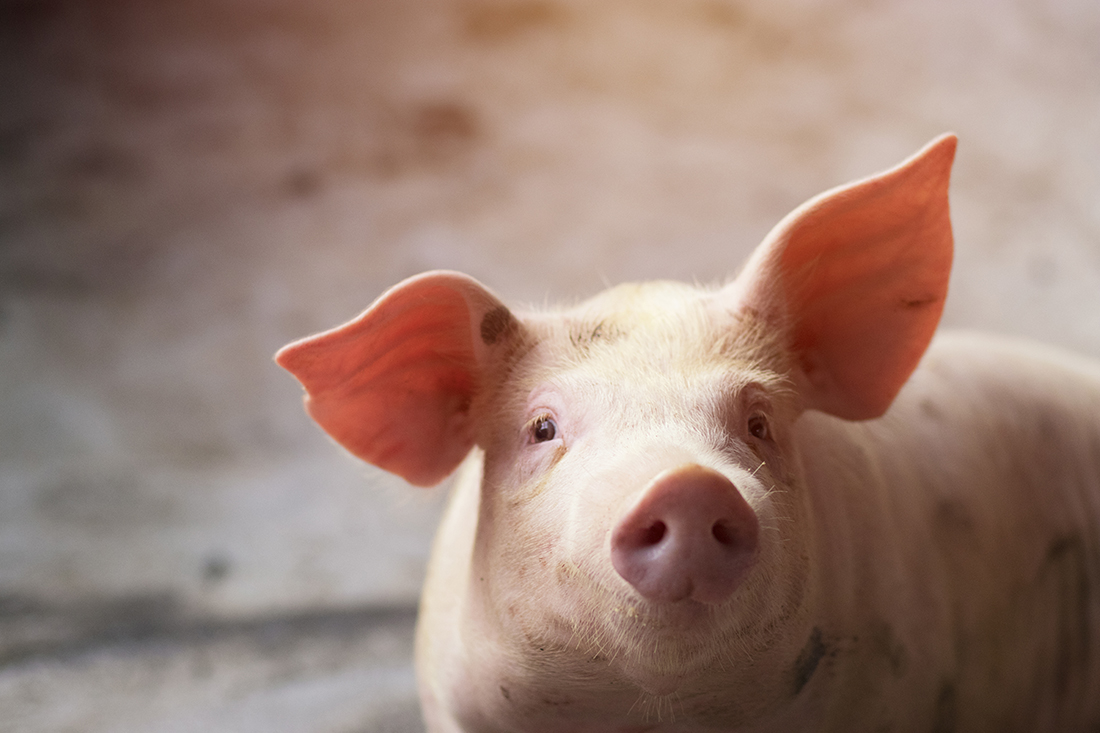 Record high pork stocks - Country Life in BC
