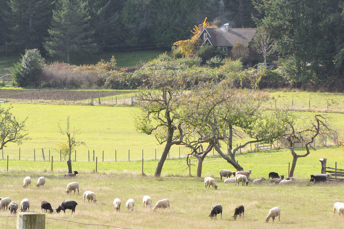 BC’s oldest farm seeks new management - Country Life in BC