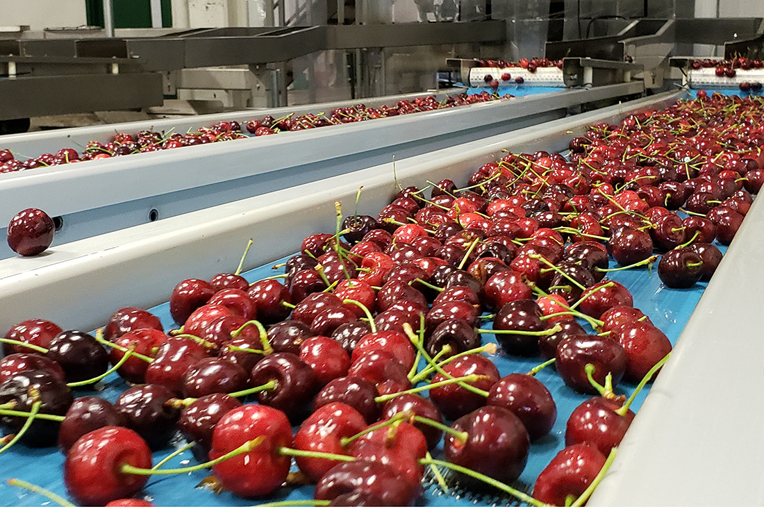 Cherry exports get boost - Country Life in BC