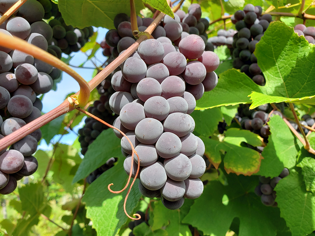Grape diversification in play - Country Life in BC