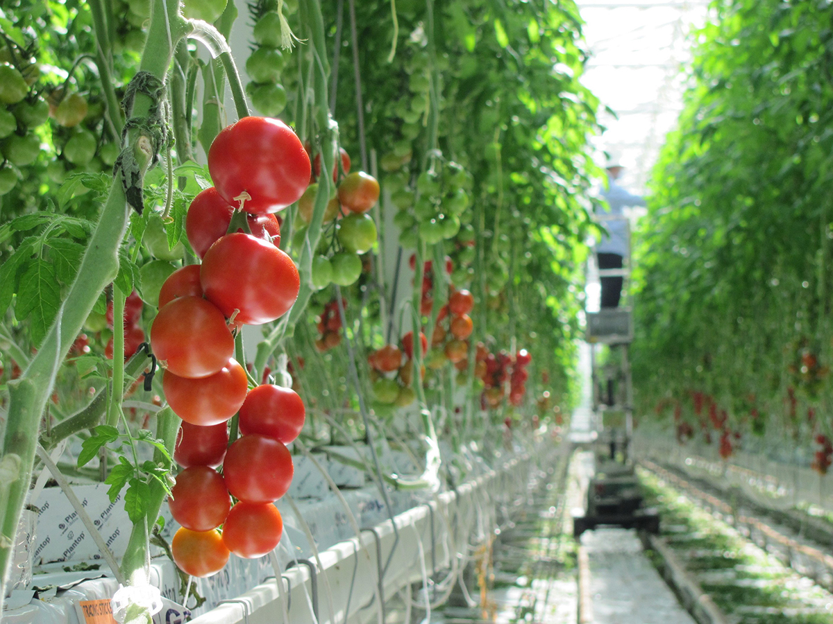 Hothouse growers tap glass ceiling - Country Life in BC
