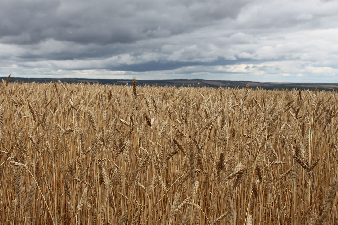 Grain sector receive funding - Country Life in BC