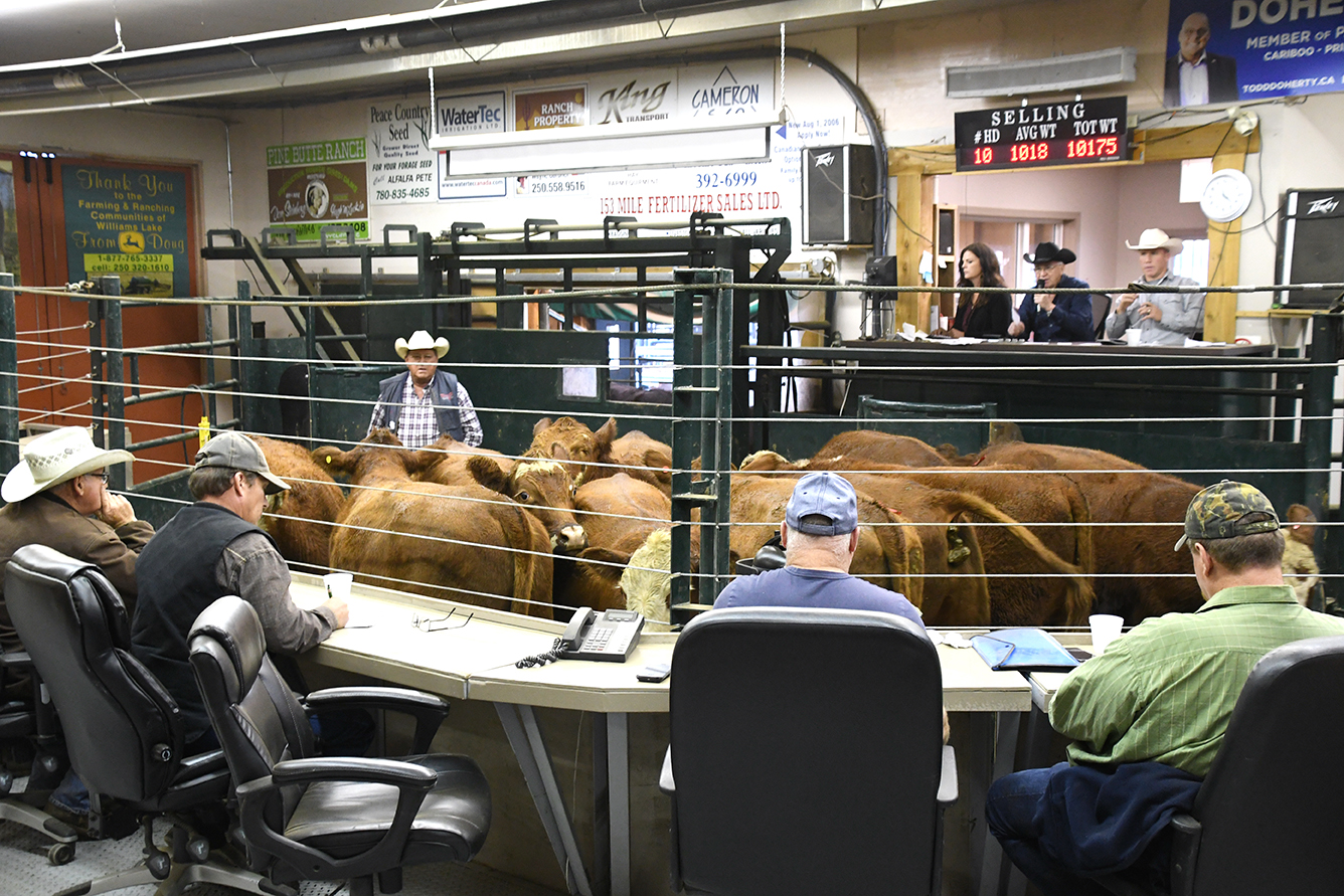 Cattle head to market - Country Life in BC
