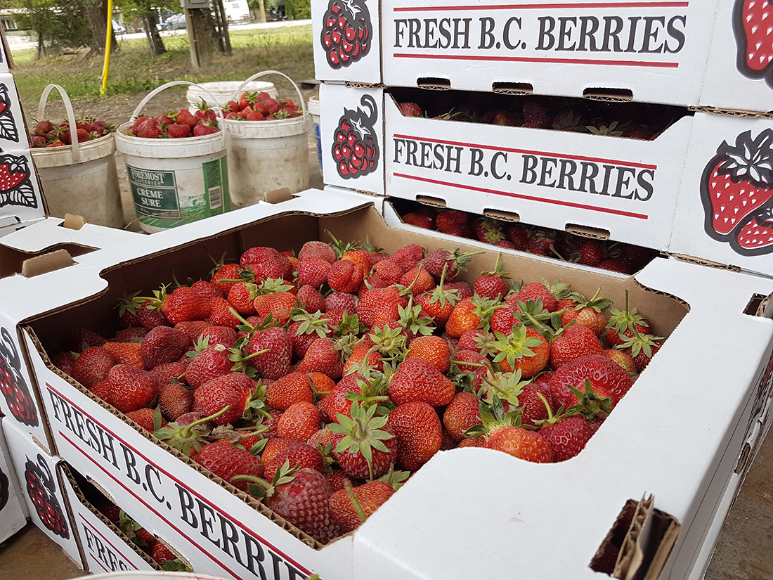 Strawberry levies increase - Country Life in BC