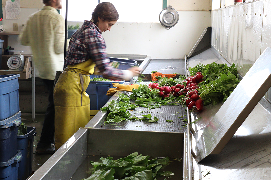 Victoria food hub gets funding - Country Life in BC