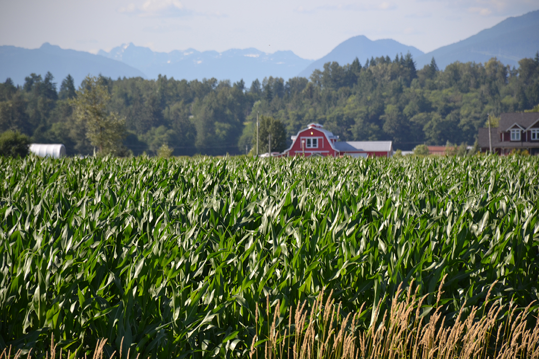 BC farms deliver big impact - Country Life in BC