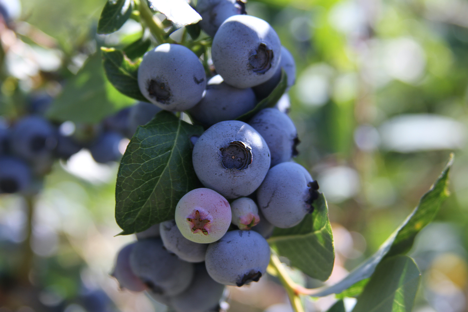 BC Blueberry council set for elections - Country Life in BC