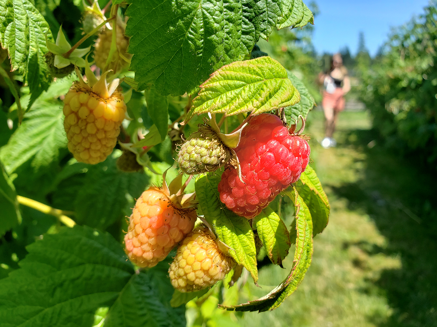 Raspberries get replant funding - Country Life in BC