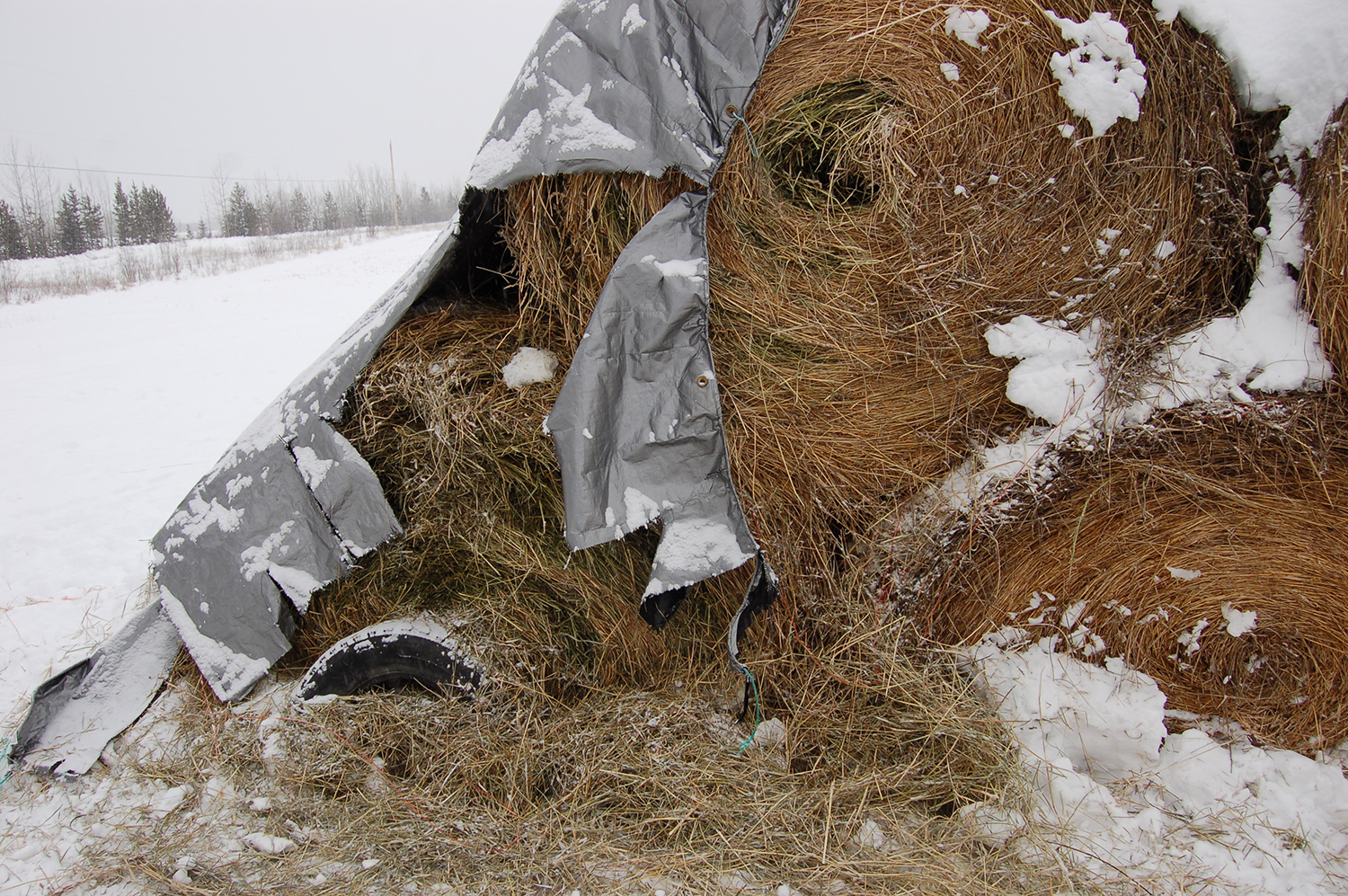 Ranchers plead with province to address elk issue - Country Life in BC