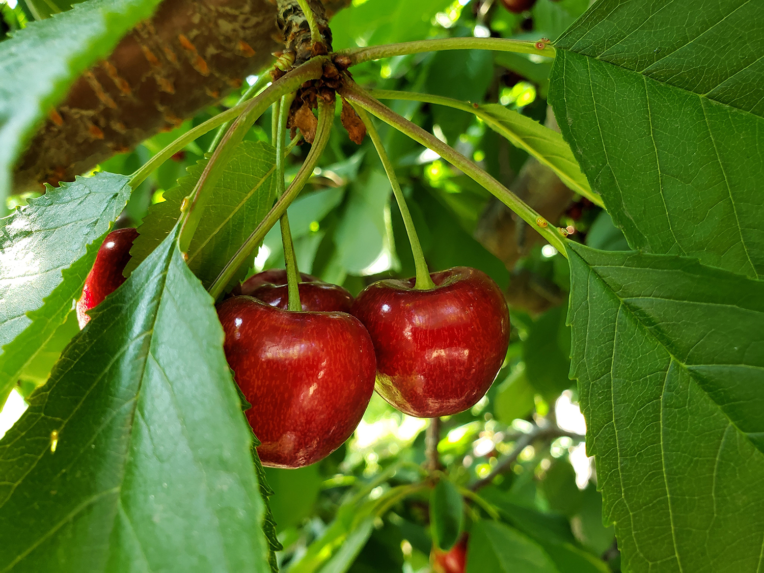 Cherry growers continue to focus on export markets - Country Life in BC