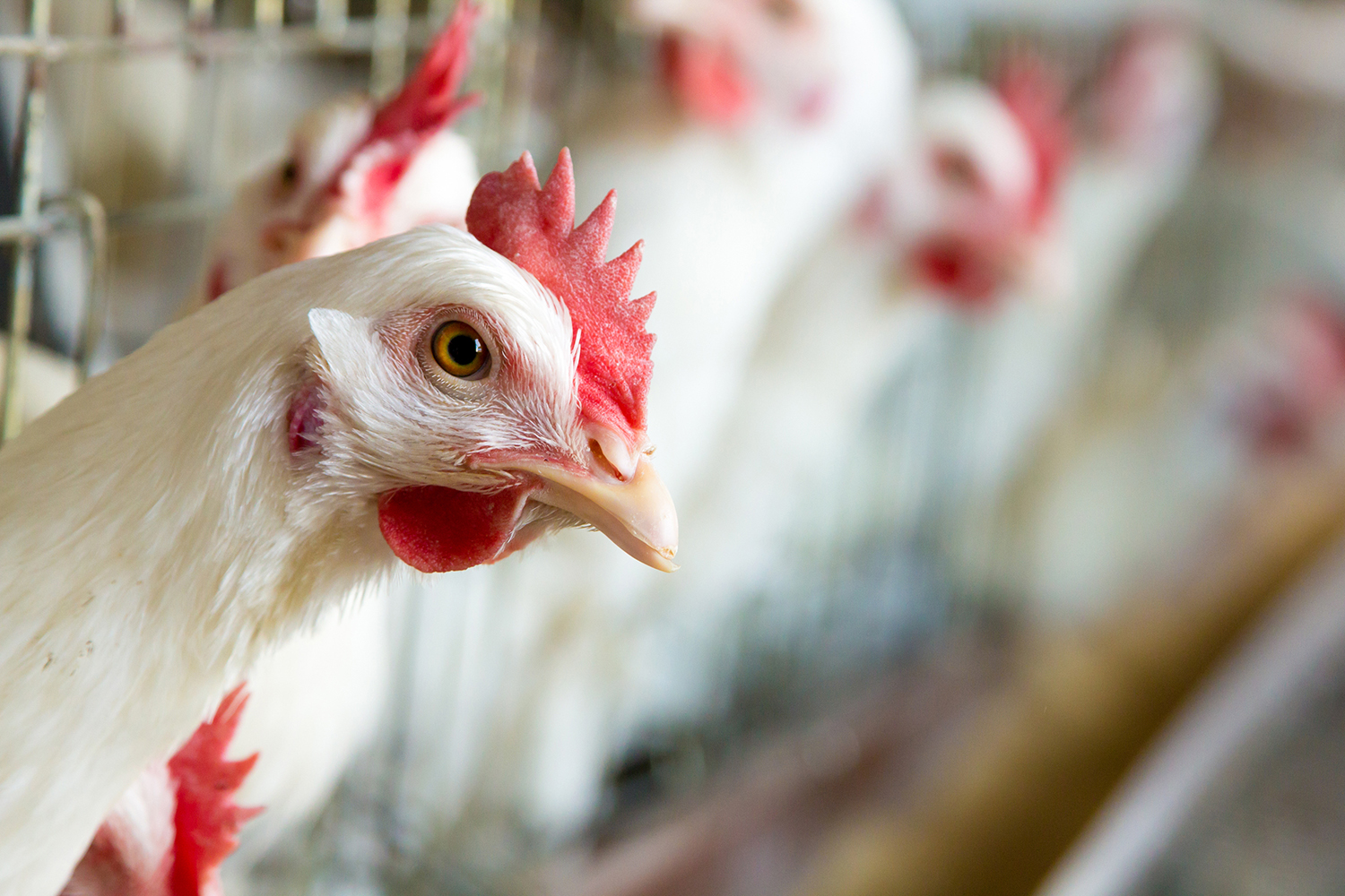 Red biosecurity remains for poultry - Country Life in BC