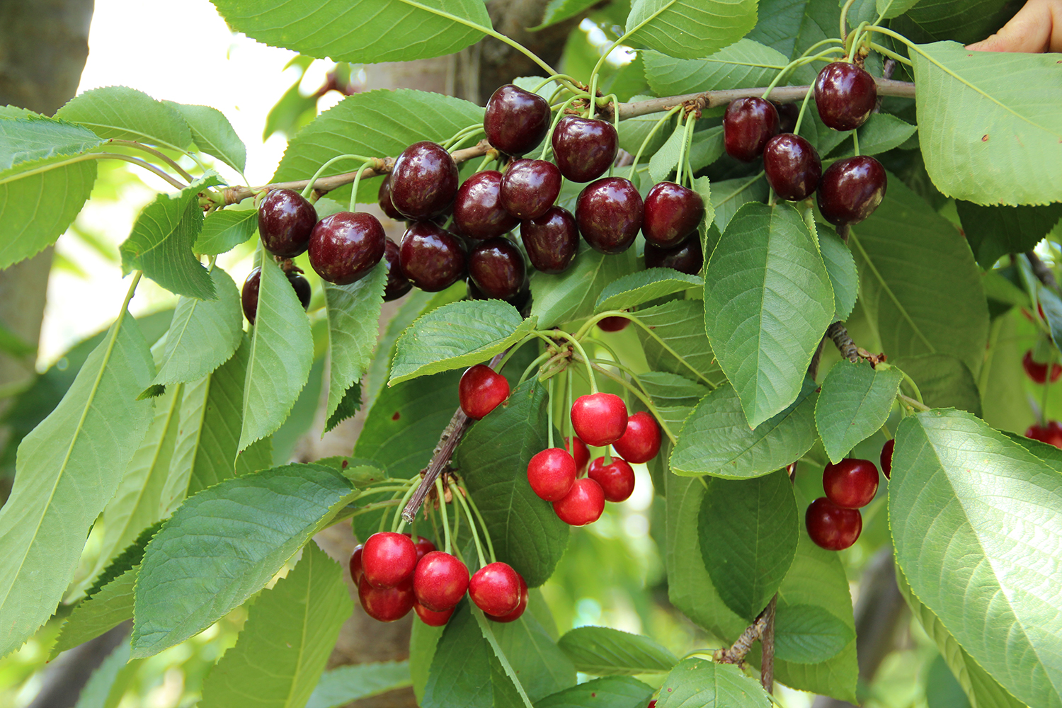Cherry virus survey proposed - Country Life in BC