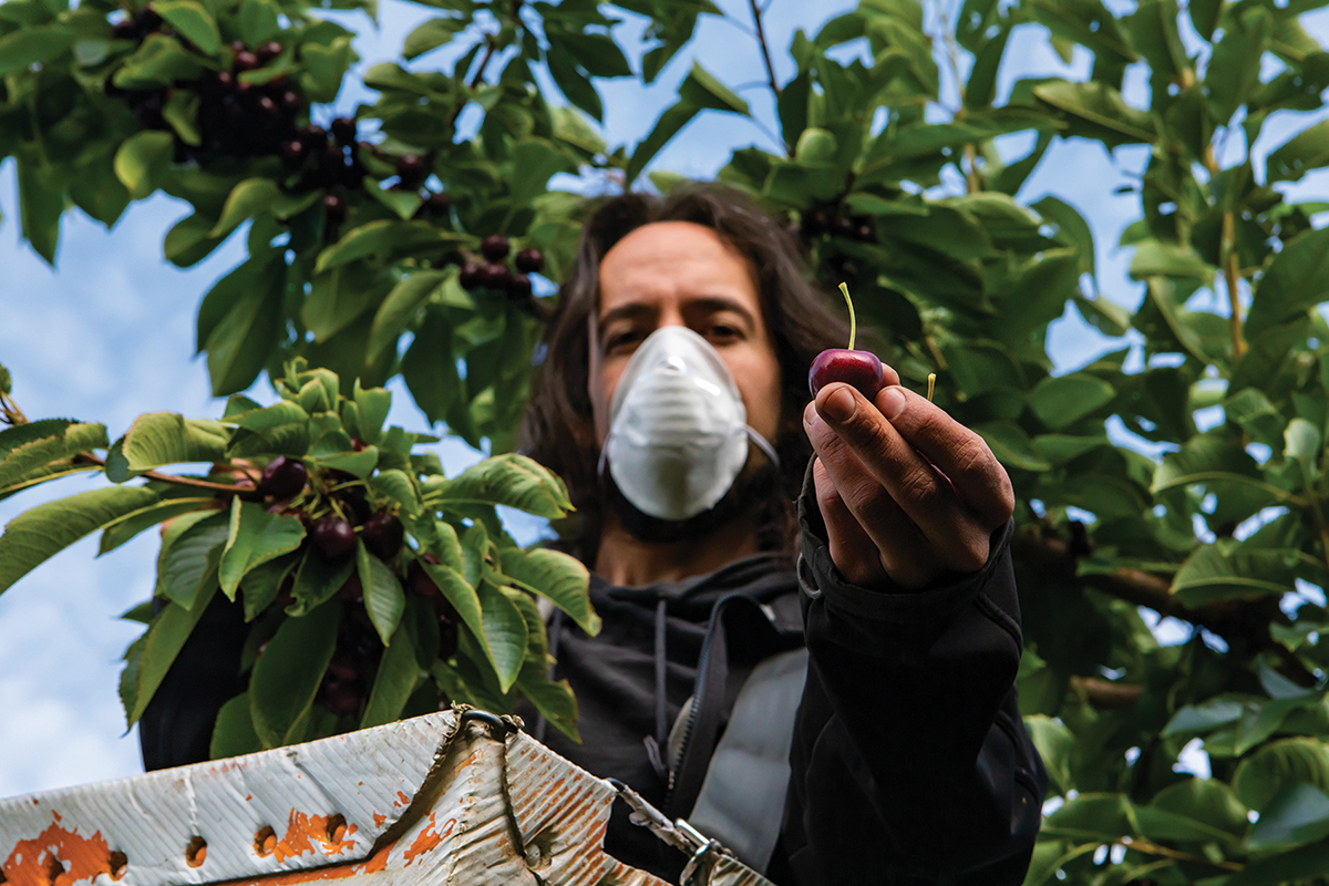 Fruit growers seek workers - Country Life in BC