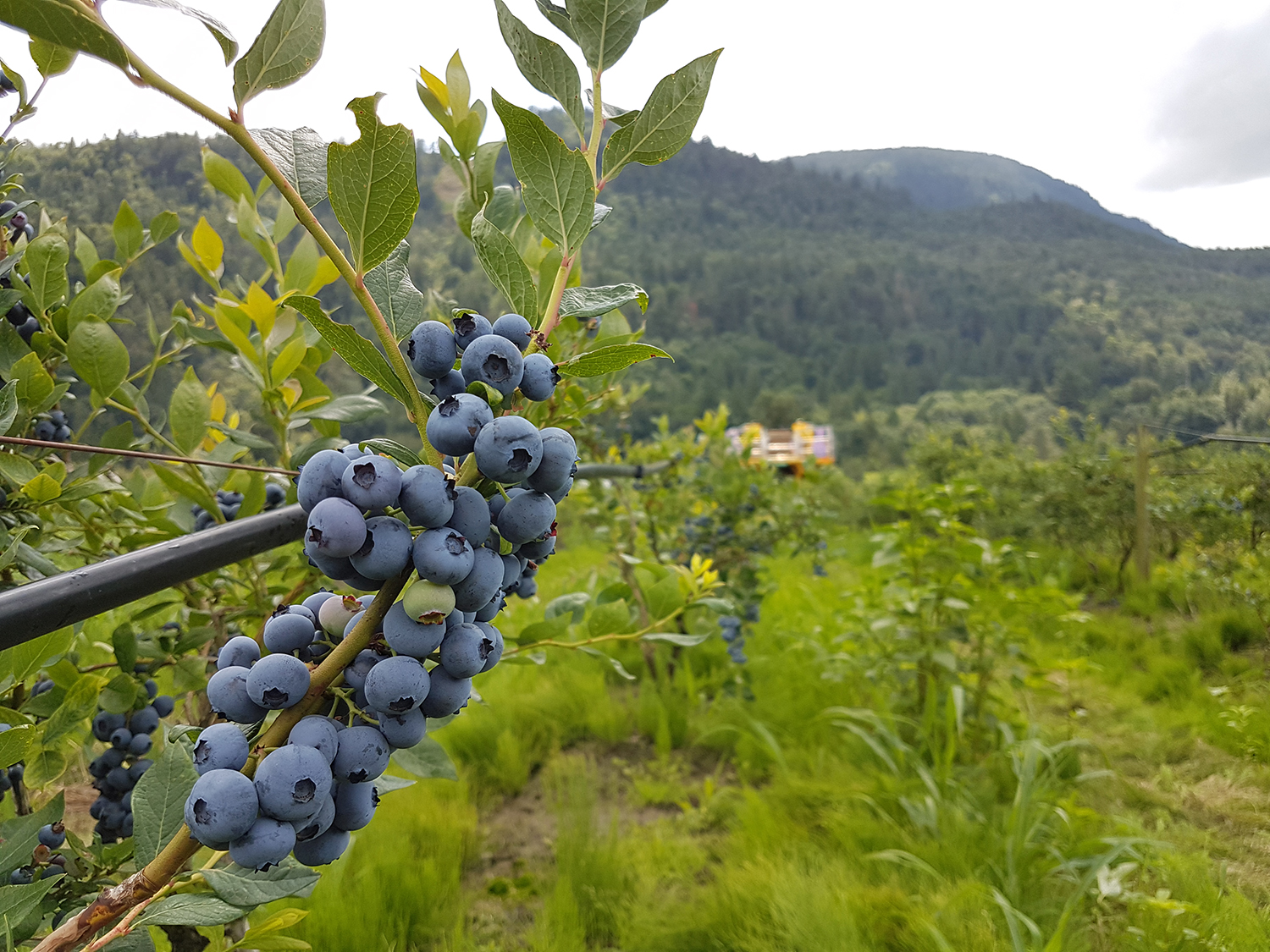 BC blueberry crop down 30% - Country Life in BC