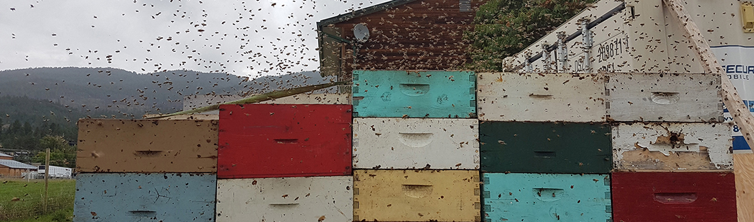 Bee losses significant but not extreme - Country Life in BC