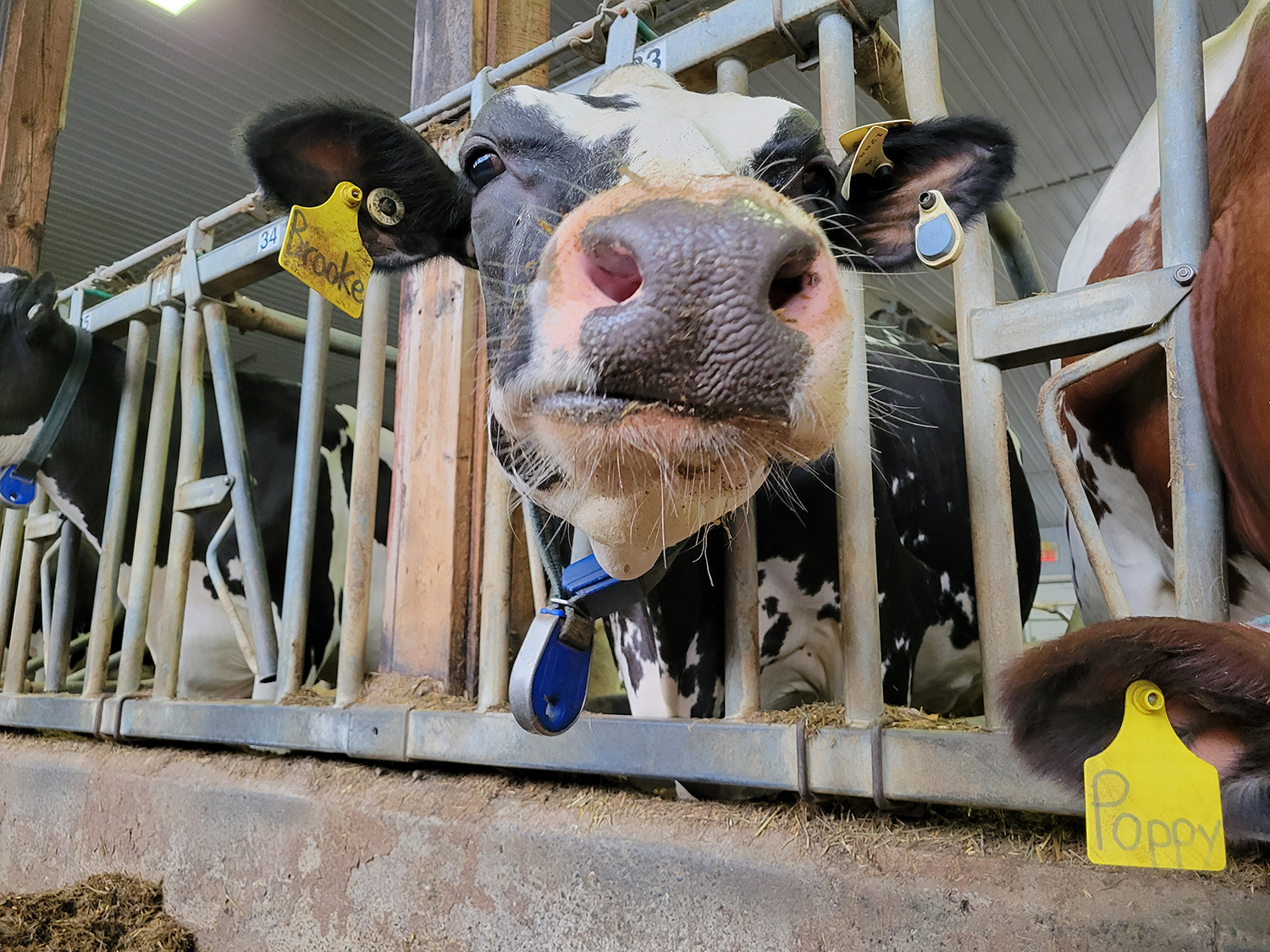 BC Milk, Dairy grow closer - Country Life in BC