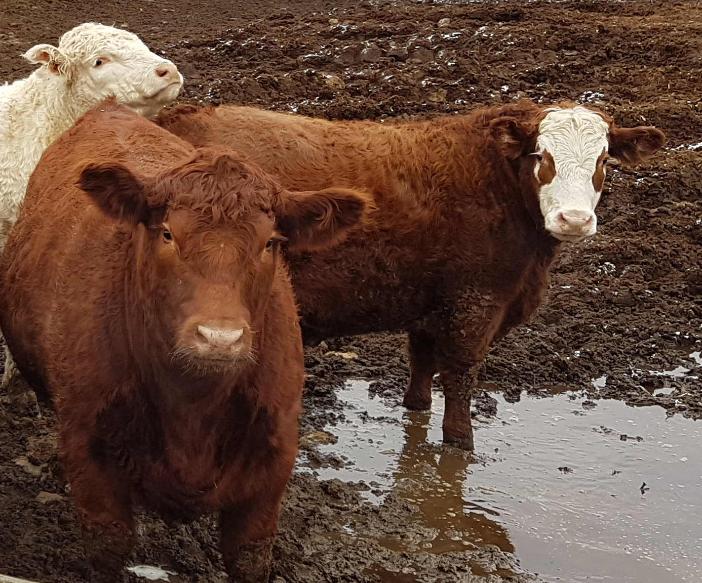 BC SPCA seizes cattle - Country Life in BC