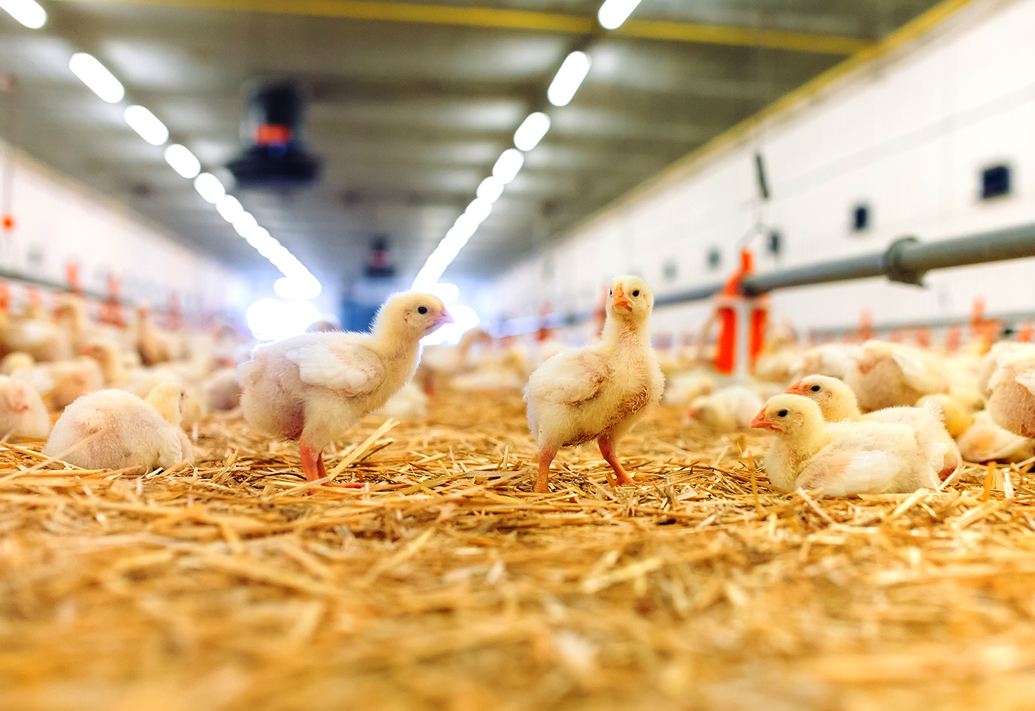 Chicken growers on watch for avian influenza - Country Life in BC