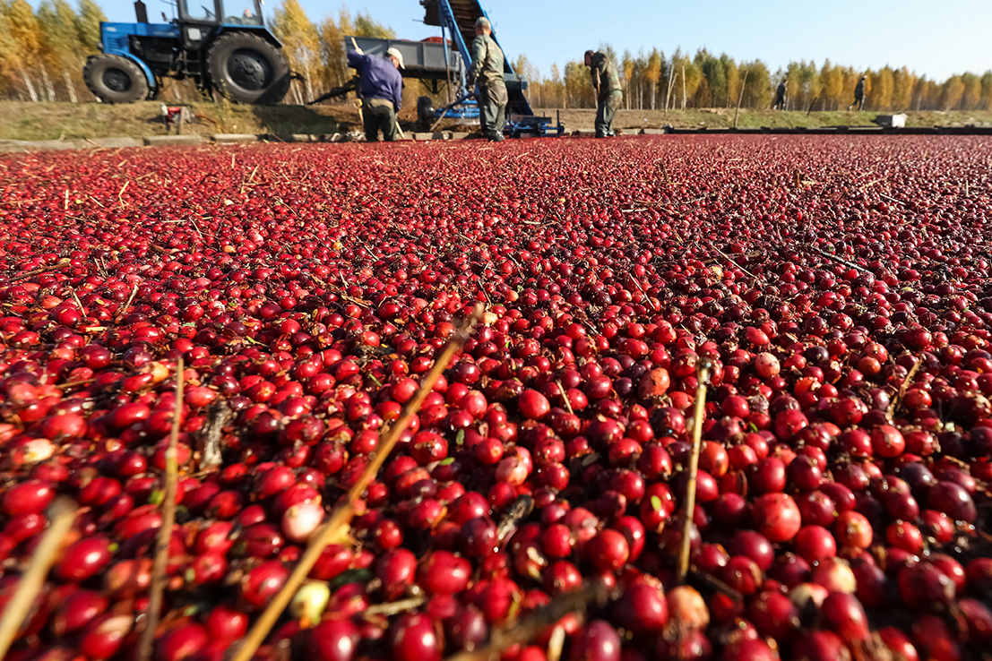 Ocean Spray takes honours - Country Life in BC