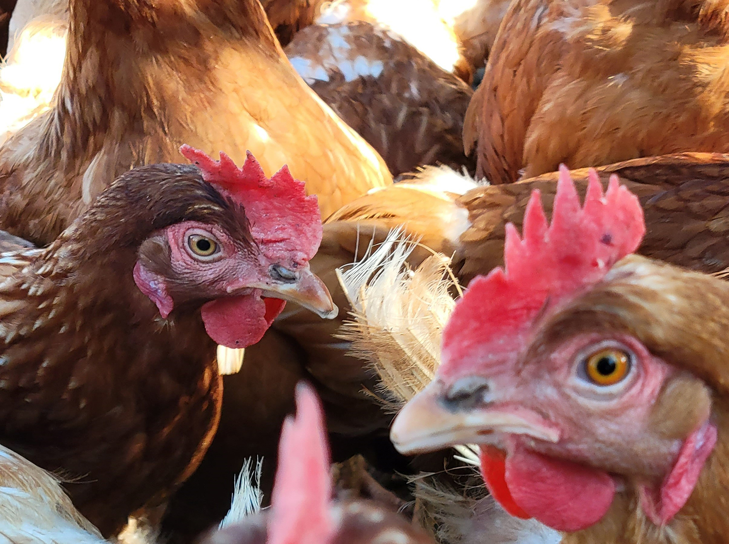 Avian influenza order extended - Country Life in BC
