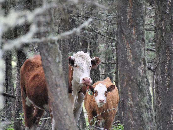 Peace heifer shot, butchered - Country Life in BC
