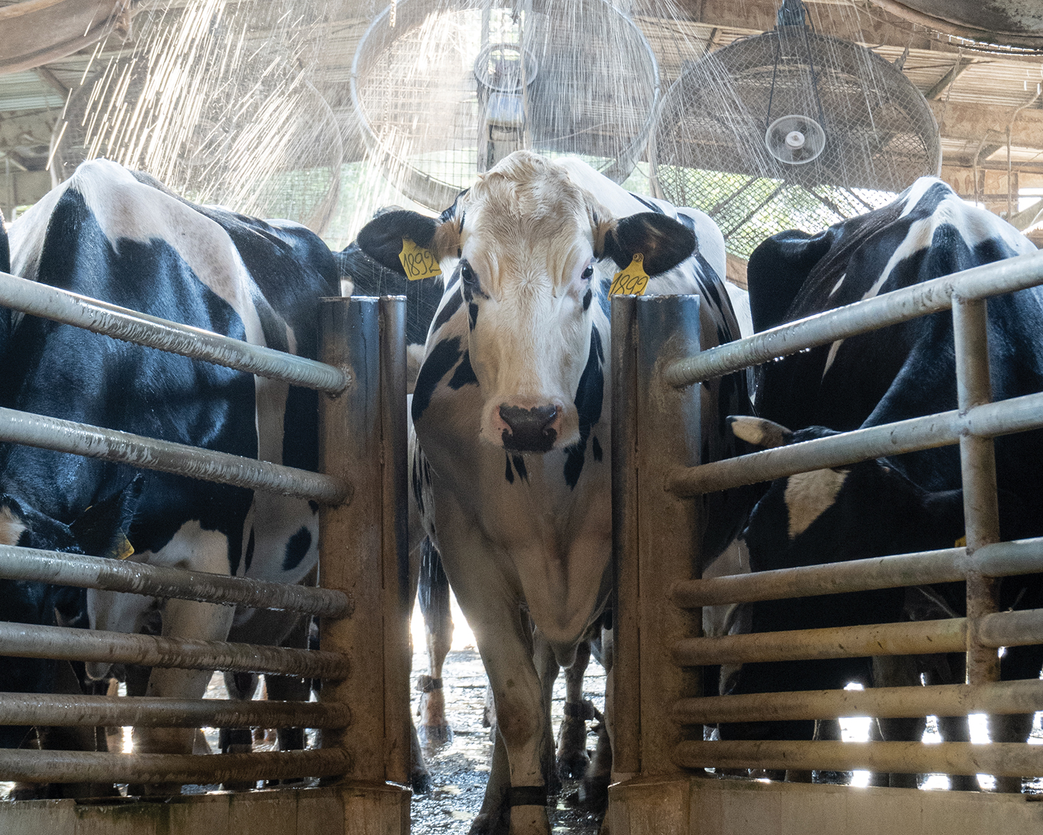 Helping cattle keep their cool in the heat - Country Life in BC