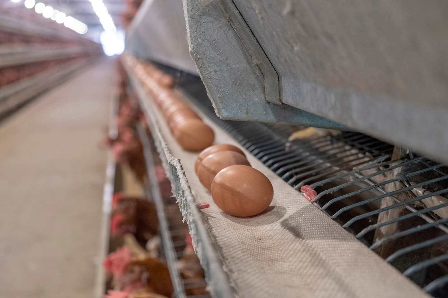 Okanagan egg producers chosen - Country Life in BC