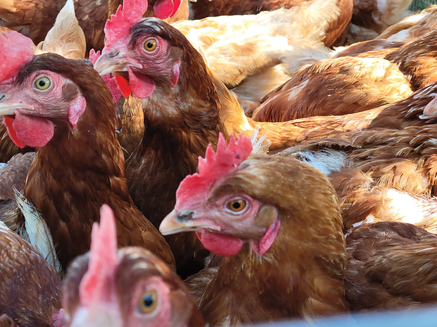 New abattoir offers lifeline to local farmers - Country Life in BC