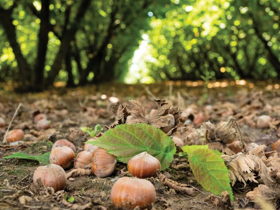 Eastern Filbert Blight threatens to resurface - Country Life in BC