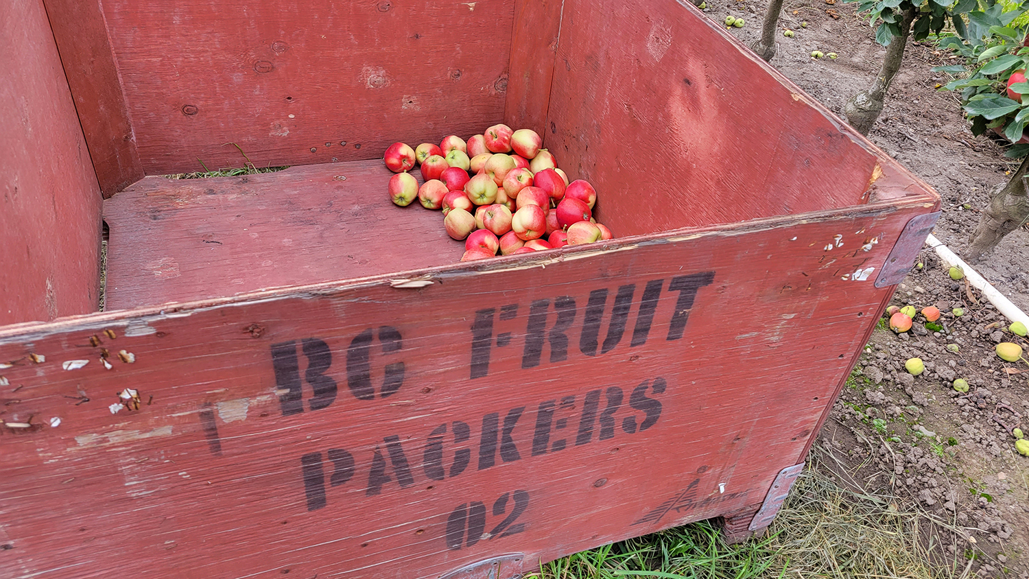 BC Tree gets credit protection - Country Life in BC