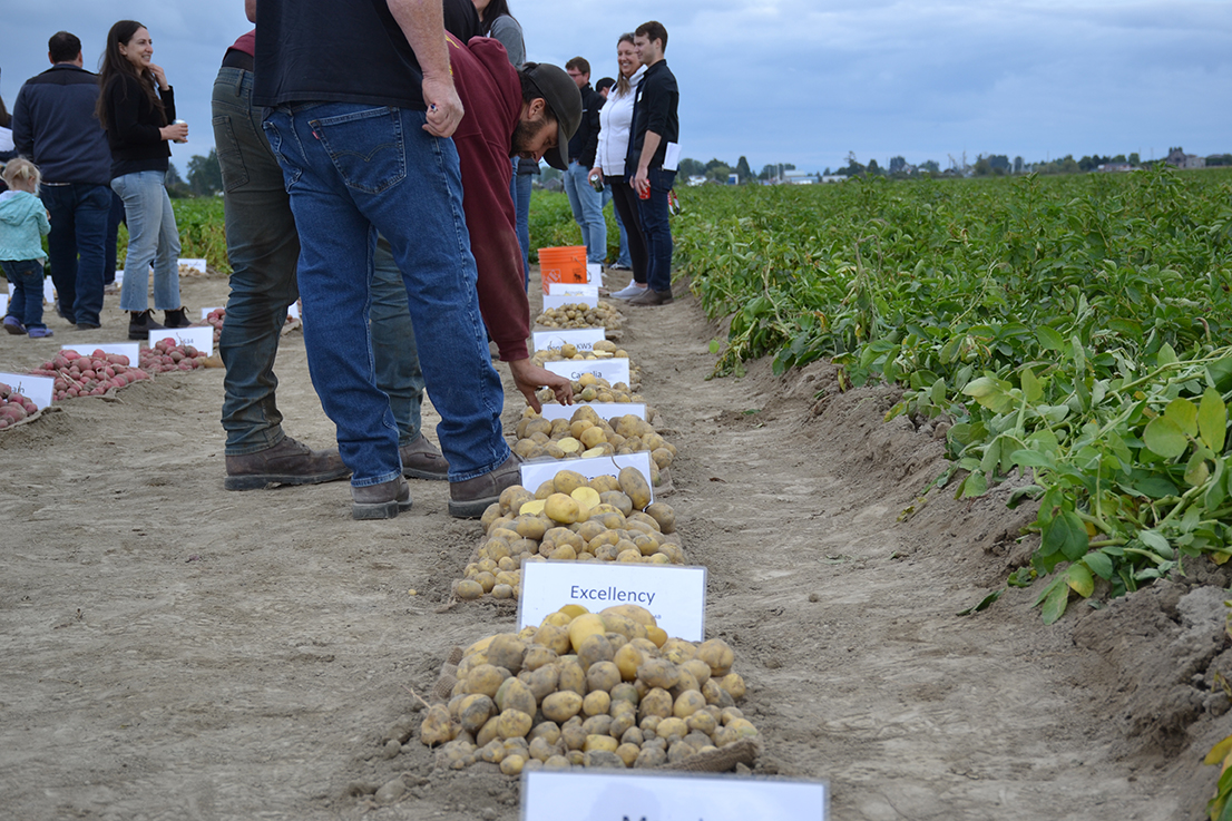 BC potato crop down - Country Life in BC