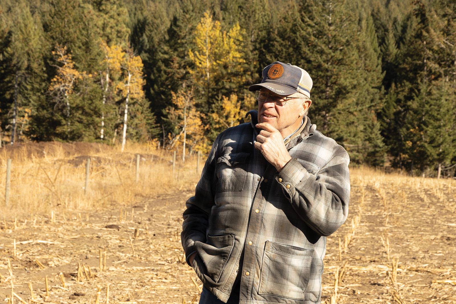 Corn helps improve soil but fails grazing test - Country Life in BC